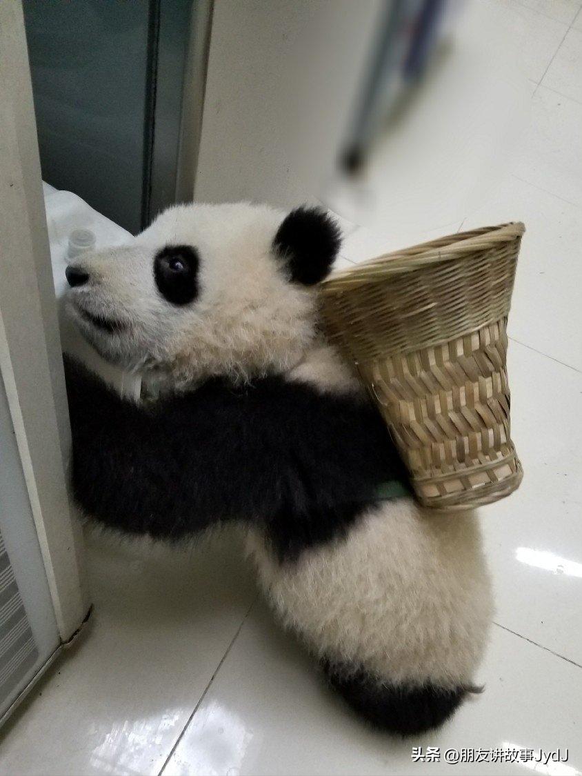 Cute giant panda——Xiao Xin, the pumpkin princess of the panda class ...