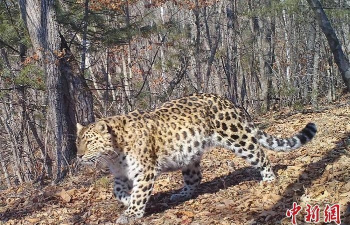 The third anniversary of the establishment of the Northeast Tiger and ...