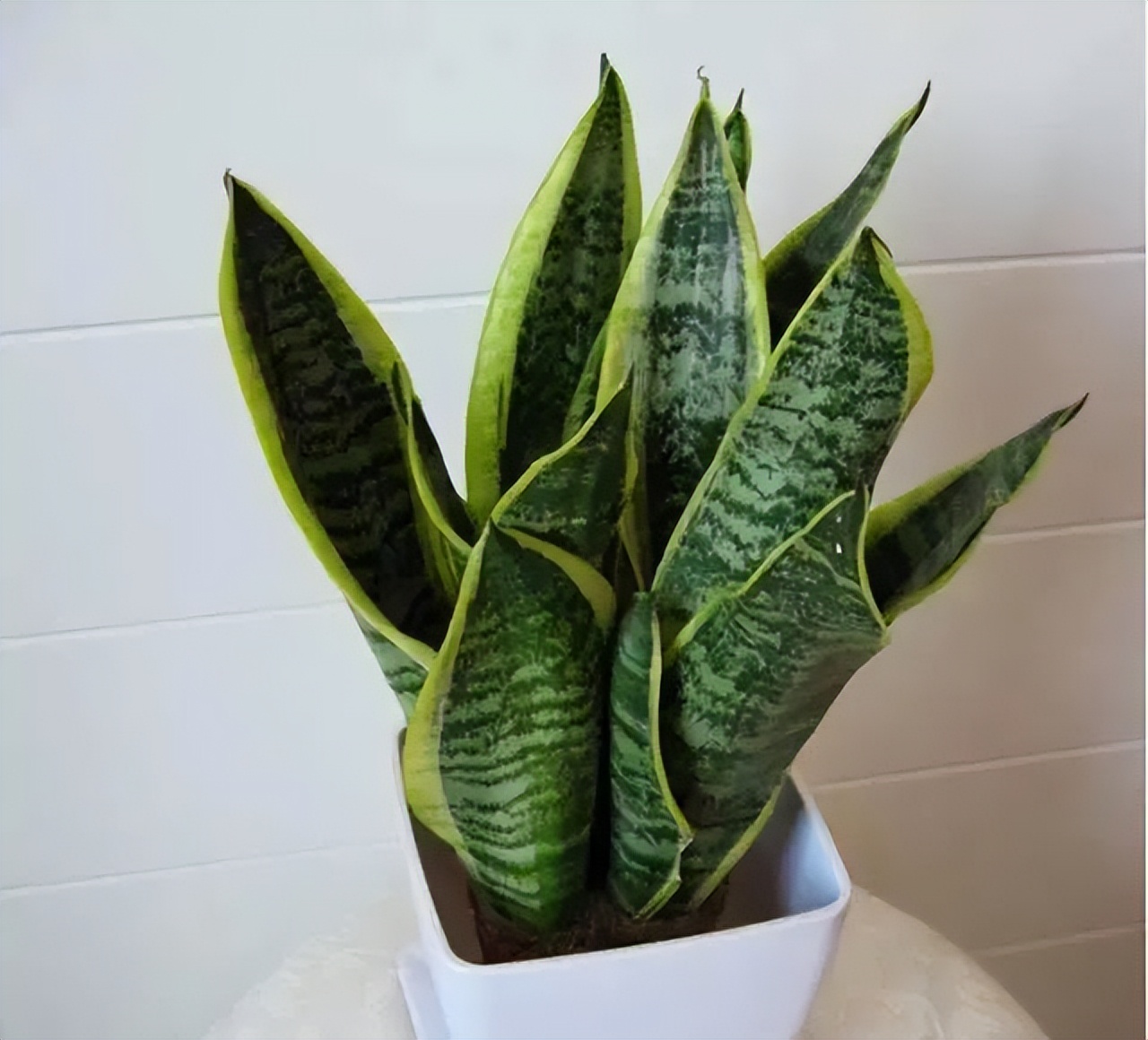 Hu Pilan of the "Town House", do a good job at 4 o'clock in spring, and ...