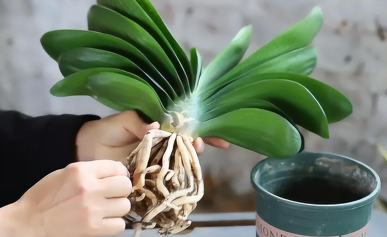 In April, the "watering method" of Clivia needs to be changed, correct ...