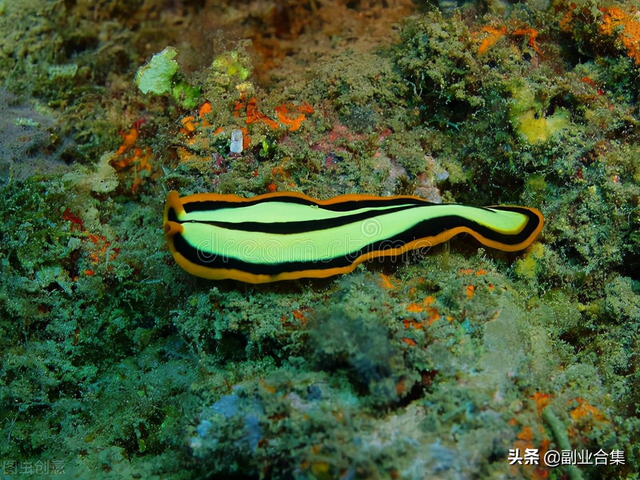 (1) The mating of hermaphrodite flatworms requires "fencing" to ...