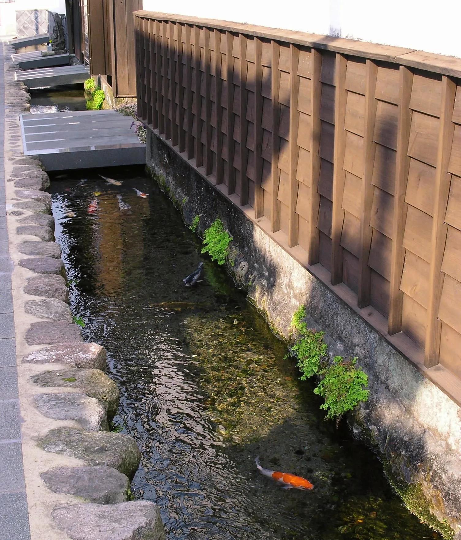 Why can Japan's "drainage ditches" support koi?Is it really because the ...