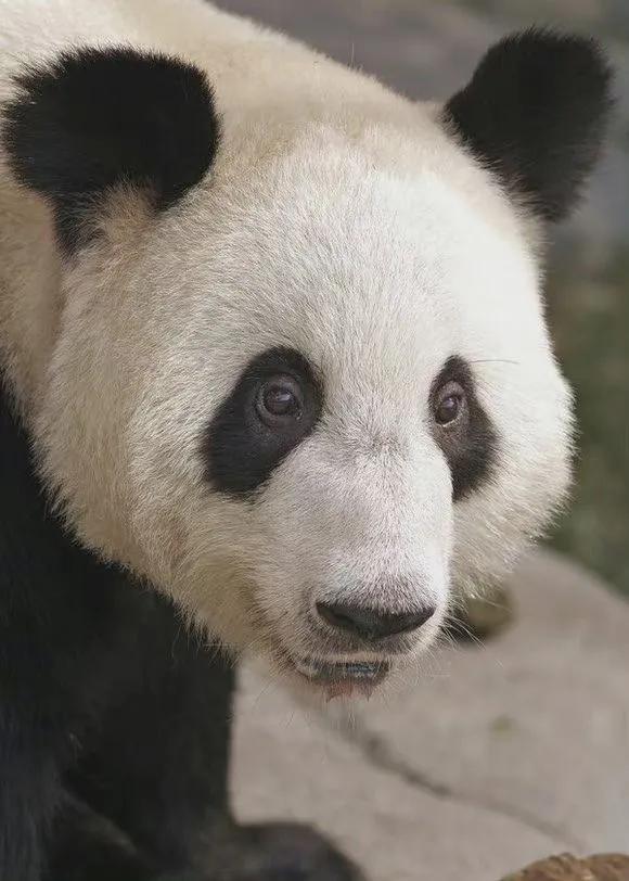 Yaya, the American panda who has been away from home for 20 years, has ...