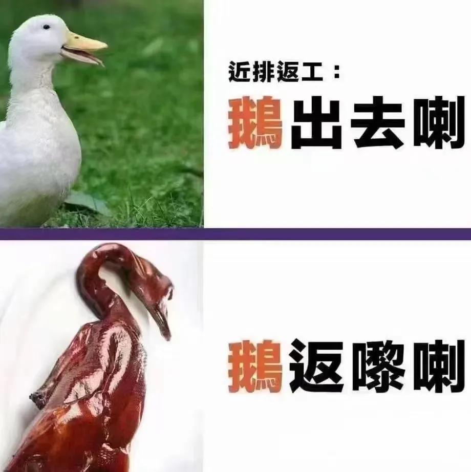 Behind the death of 5,000 pigs caused by high temperature: tens of ...