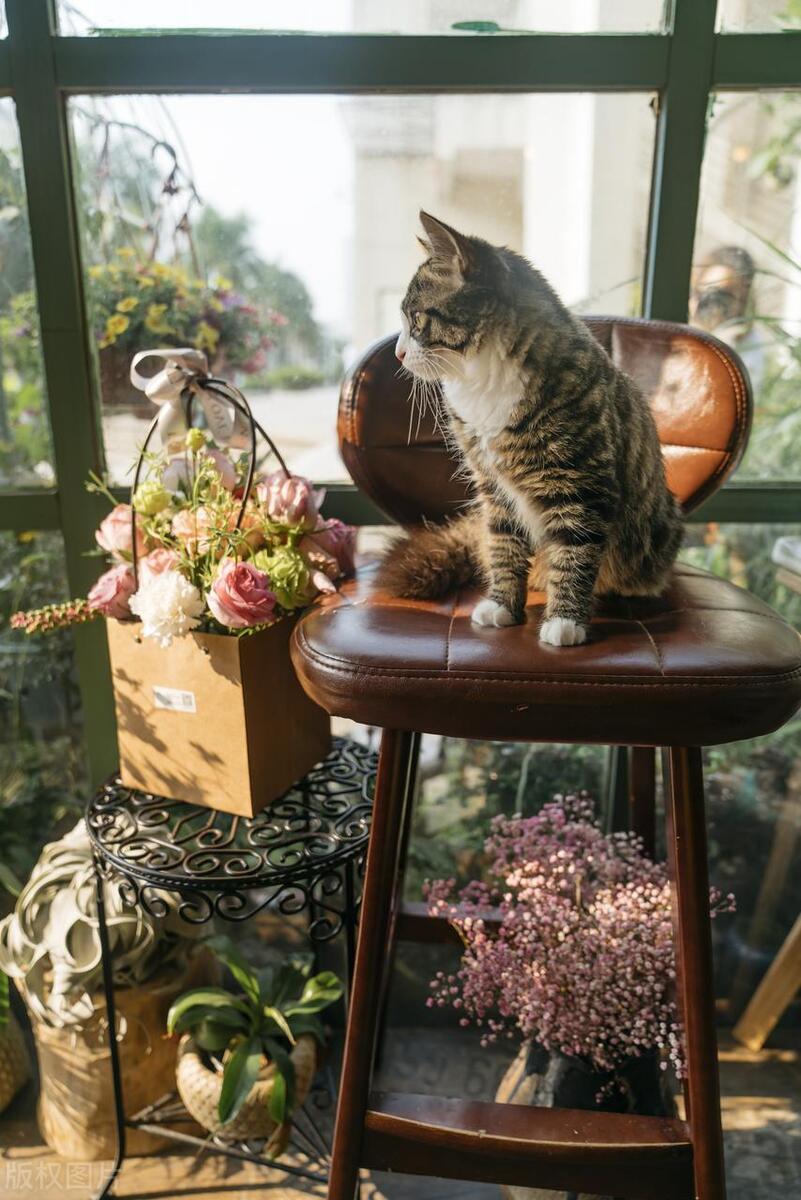 Understanding Feline Rhinitis: Prevention and Treatment - iNEWS