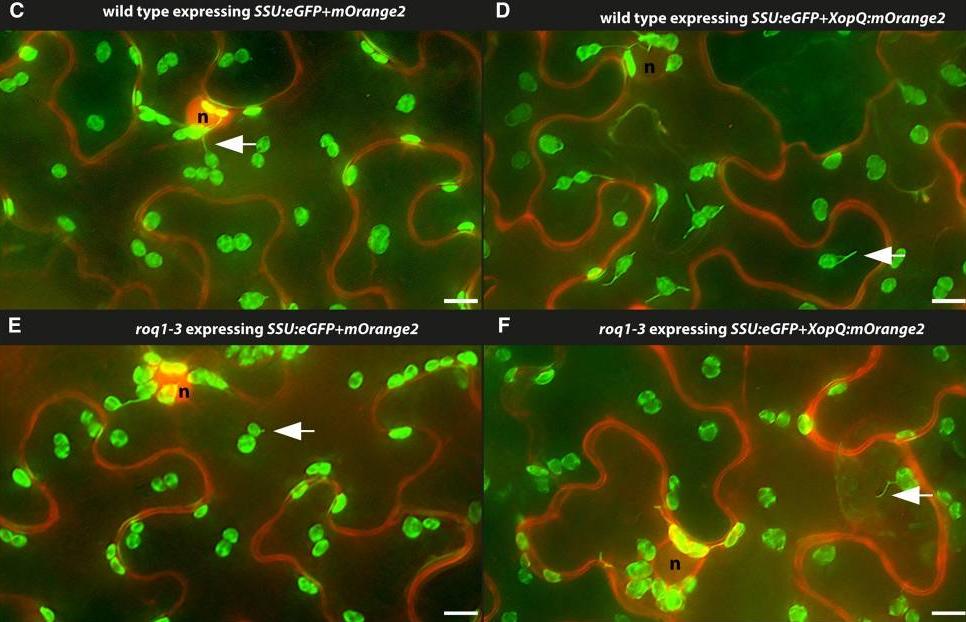Two ETI components, ADR1 and NRG1, regulate XopQ effector-induced ...