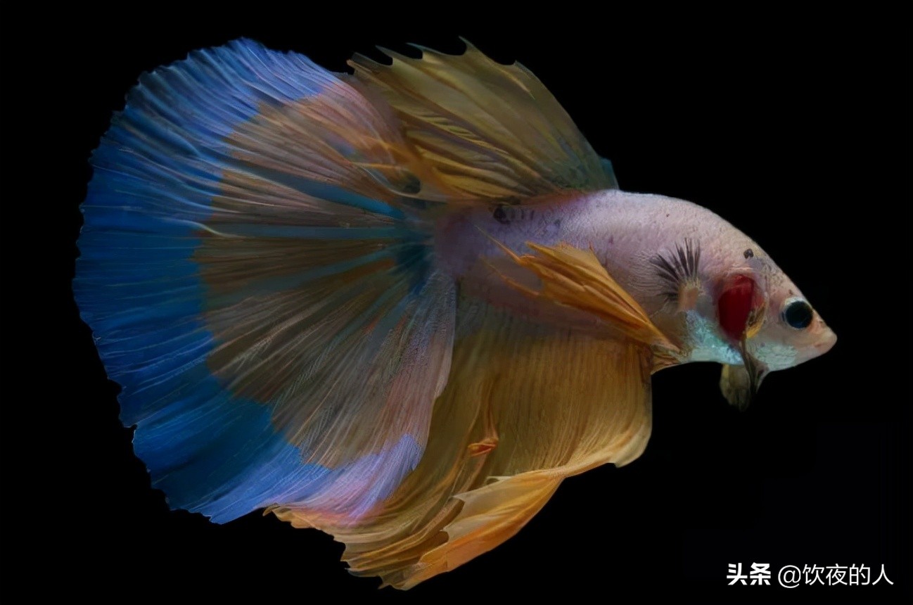 The most beautiful fish: Thai fighting fish - iNEWS