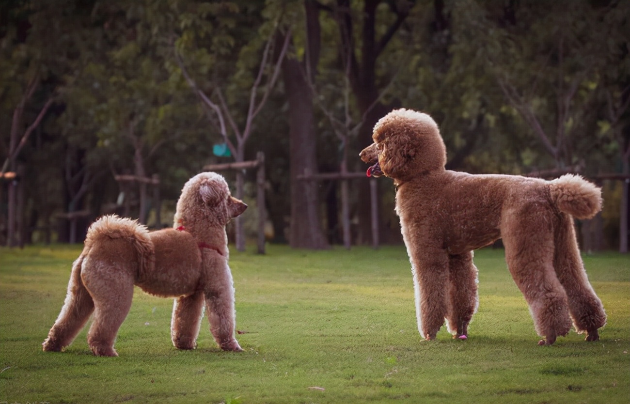 Why are there so few people raising "giant poodles", it turns out there ...