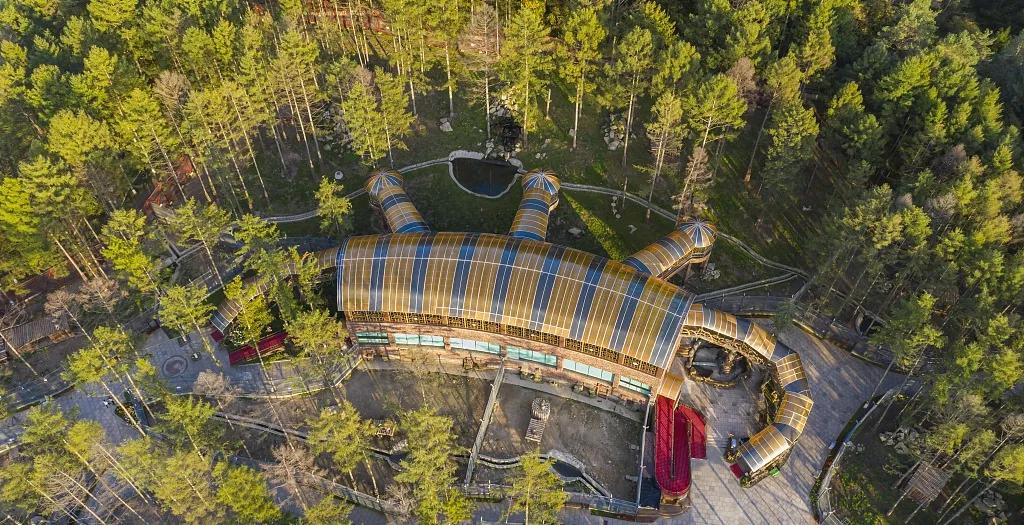 Looking for "Tiger" in the Year of the Tiger - iNEWS