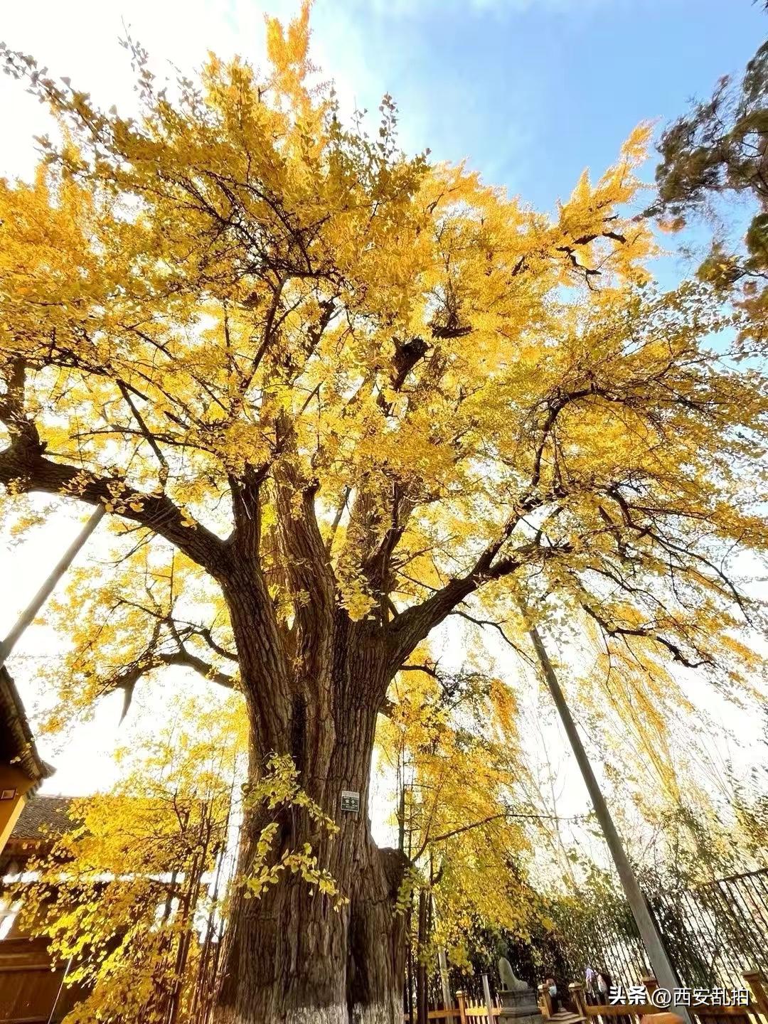 Around Xi'an, there is an ancient ginkgo tree with a thousand-year-old ...