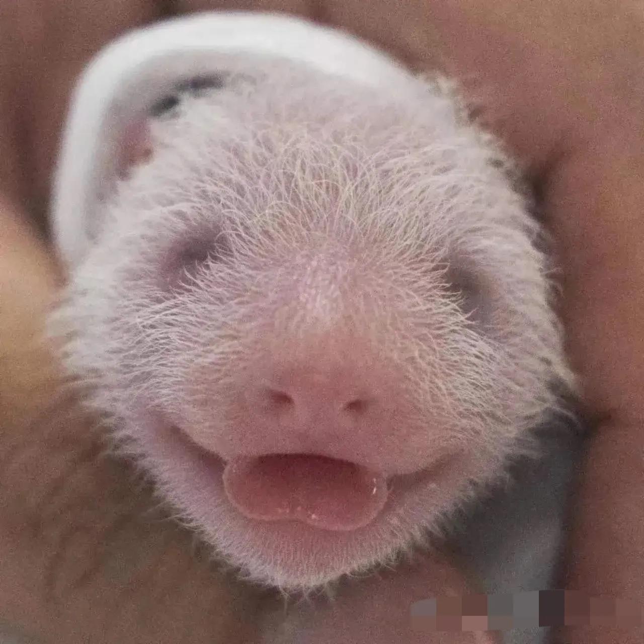 Giant Panda Aibao in South Korea Gives Birth to Twins - iNEWS