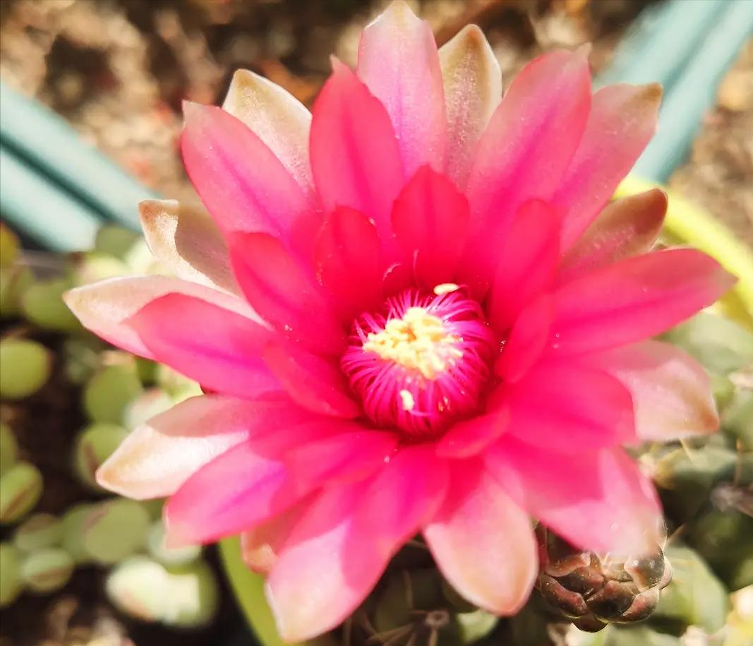 6 kinds of "safe flowers", without watering for a month, they grow ...