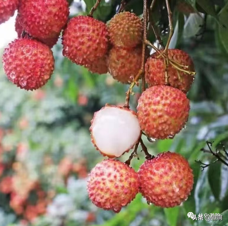 Chinese lychees come from Lingnan, and Lingnan lychees come from ...