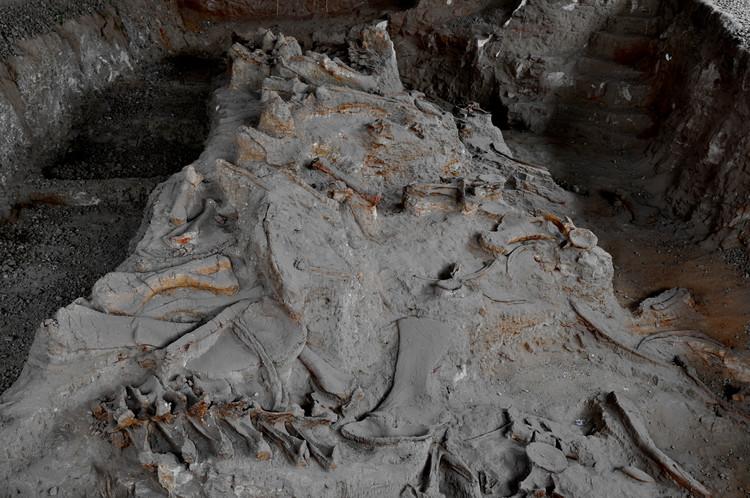 The study of paleontology is fossils, the remains of living things ...