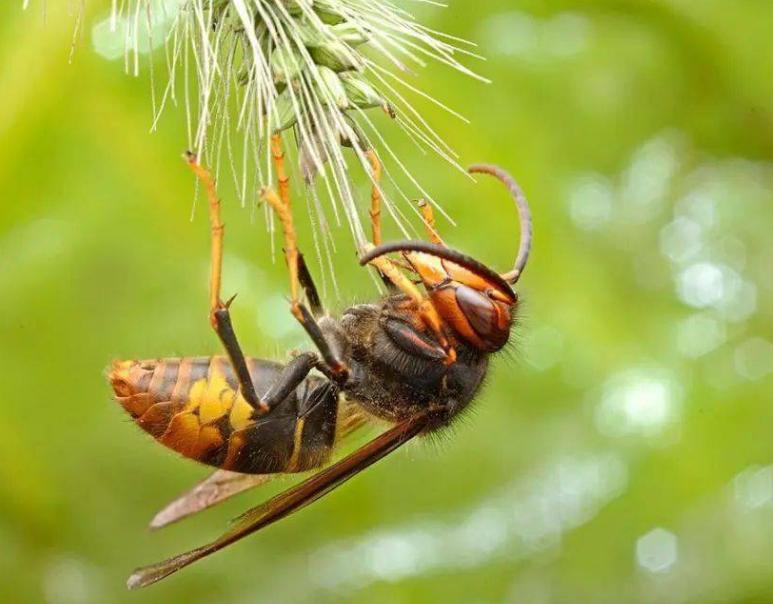 Do you think ants are the most organized insects? Wrong, bees are! - iNEWS