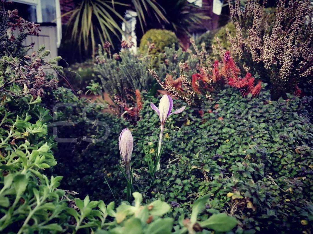 Plants and Empires: Looking Back at the History of European Colonial ...