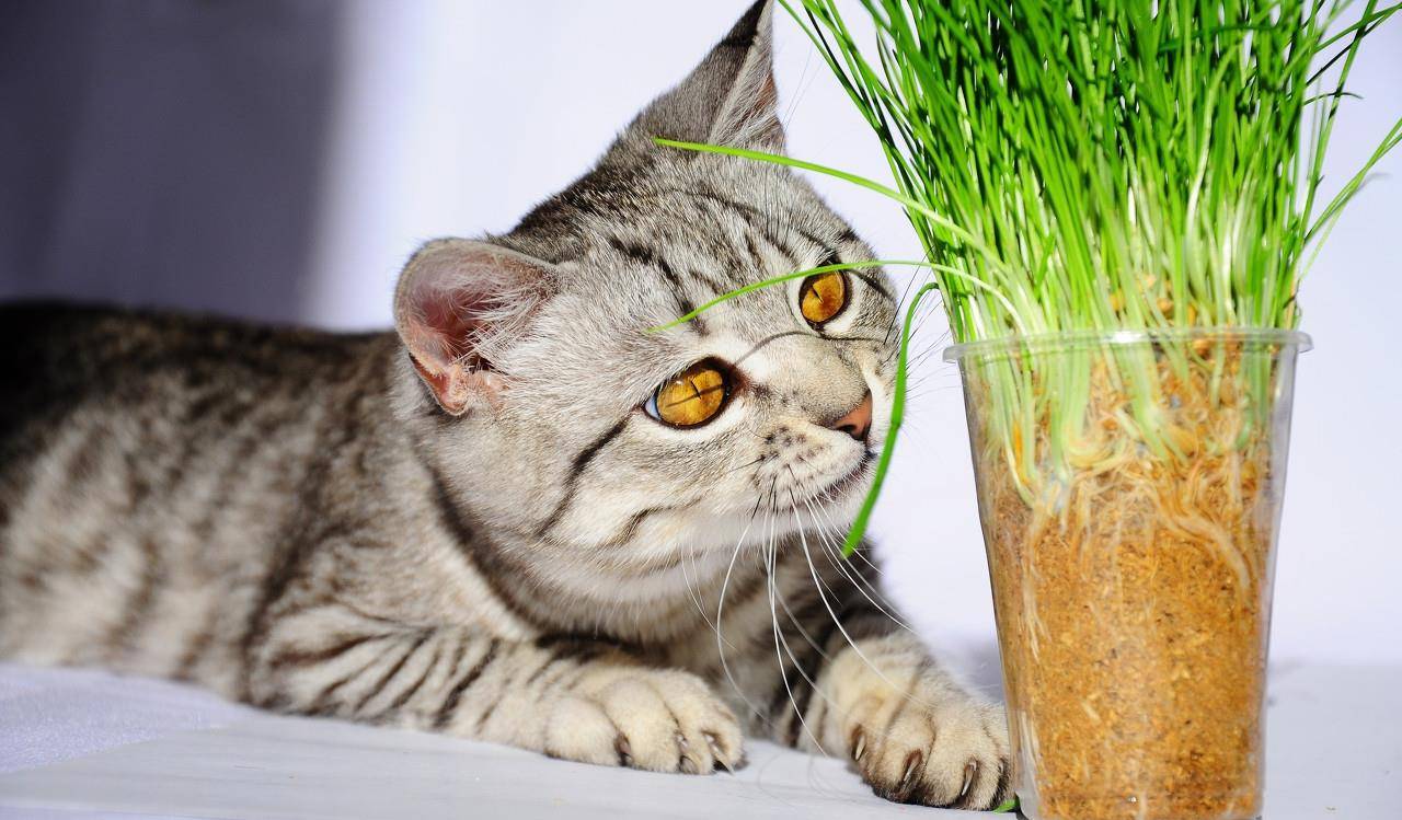 Why Do Cats Like To Eat Grasshere Is The Most Professional Answer Inews