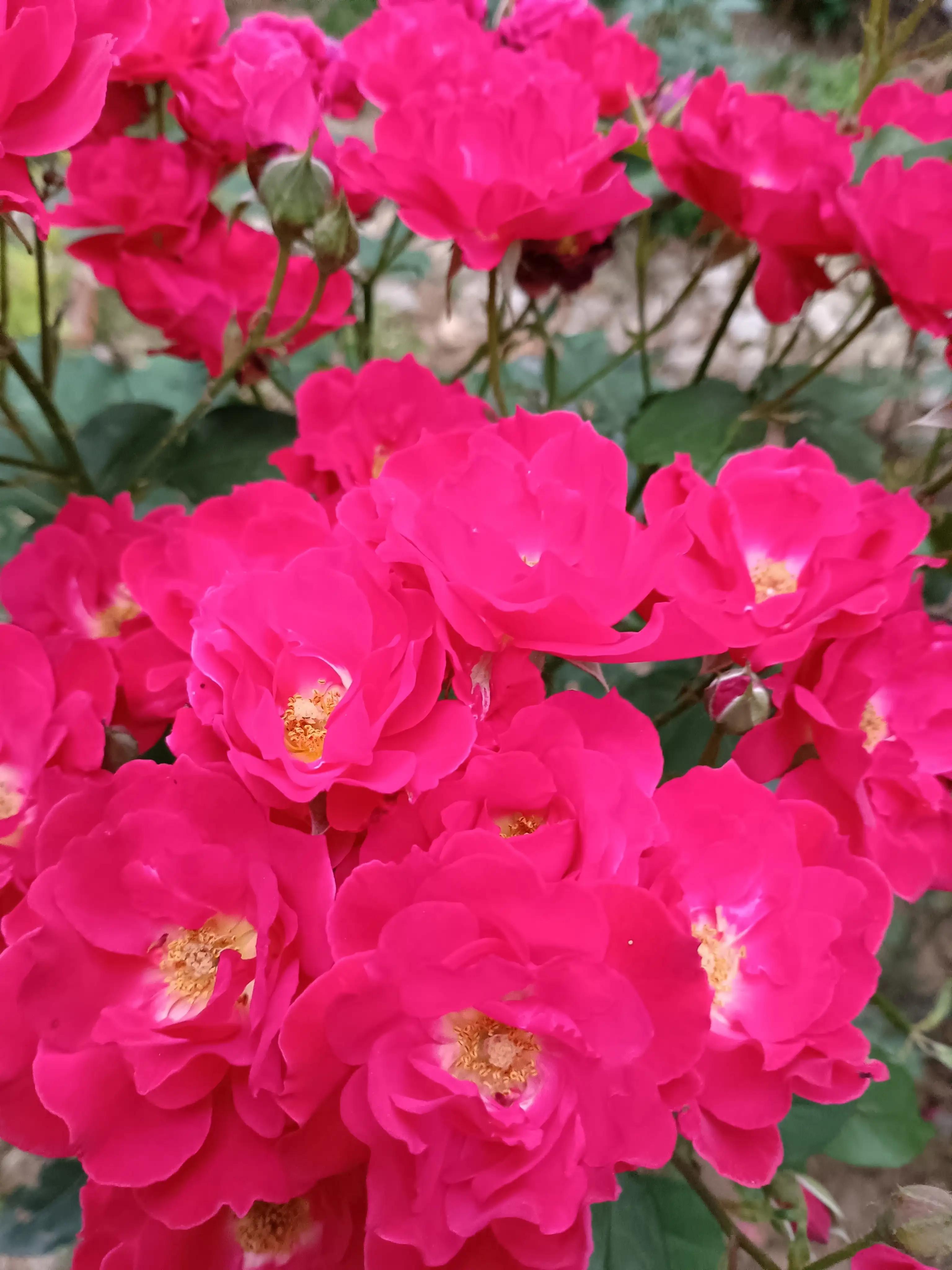 "Guanju" is happy but not lewd, sad but not sad - iNEWS