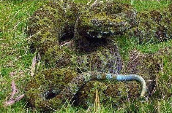 The Chinese venomous snake Xiaoqinglong is known as the "Panda in the ...