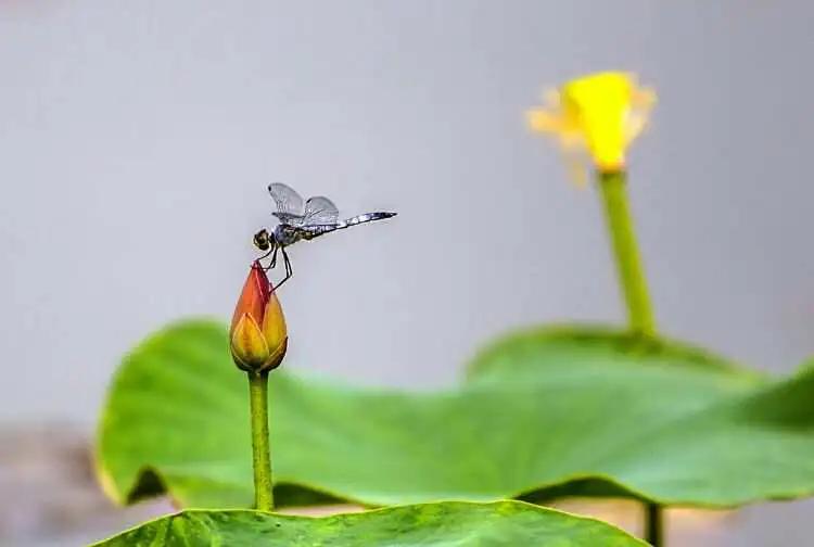 The summer in Yang Wanli's poems is fresh and natural, and the reading ...