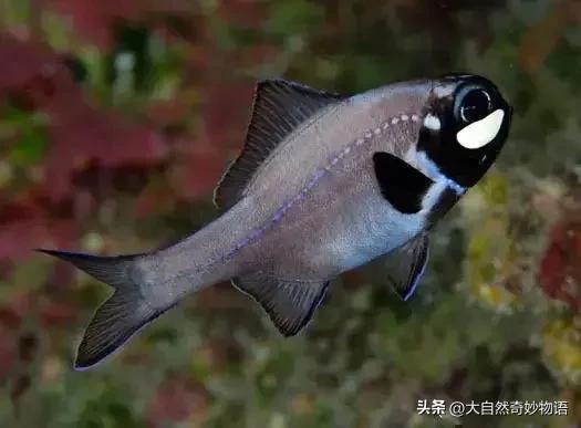 Light-eyed fish: eyes like searchlights - iNEWS