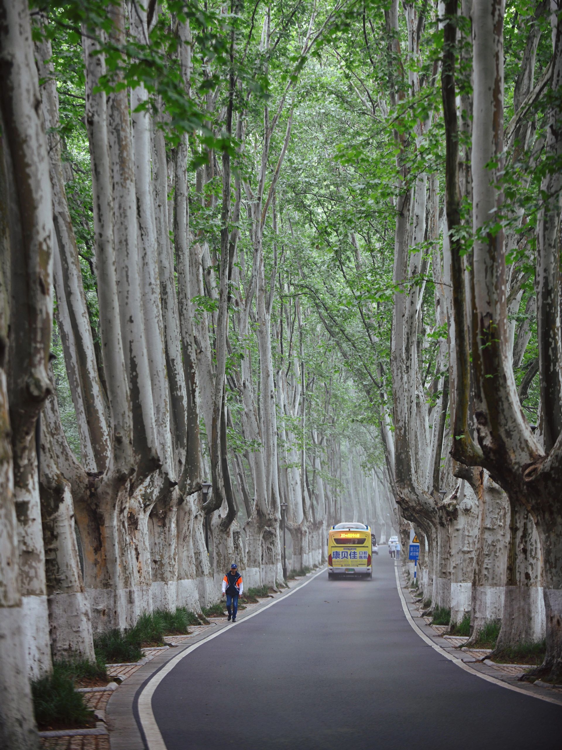 This Wutong Avenue that no one goes to is called Linggusi Road - iNEWS