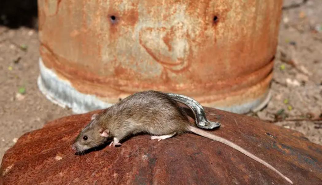 How strong is the "revenge" of the mouse?One was beaten out and bit ...