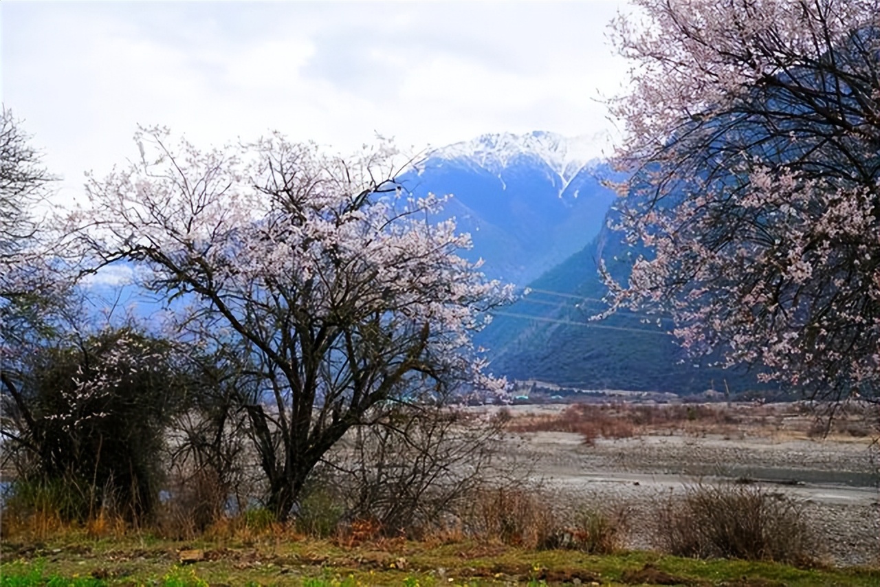 China's flower viewing map, Linzhi, Tibet, the 30-kilometer Peach ...