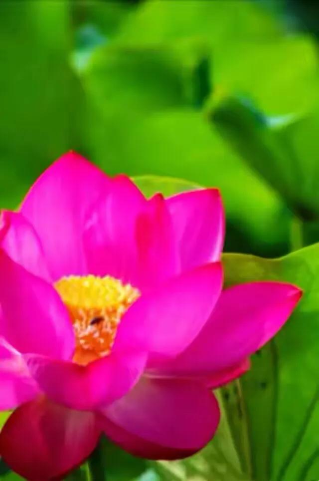 Original Poetry·Five Poems of Lotus· - iNEWS