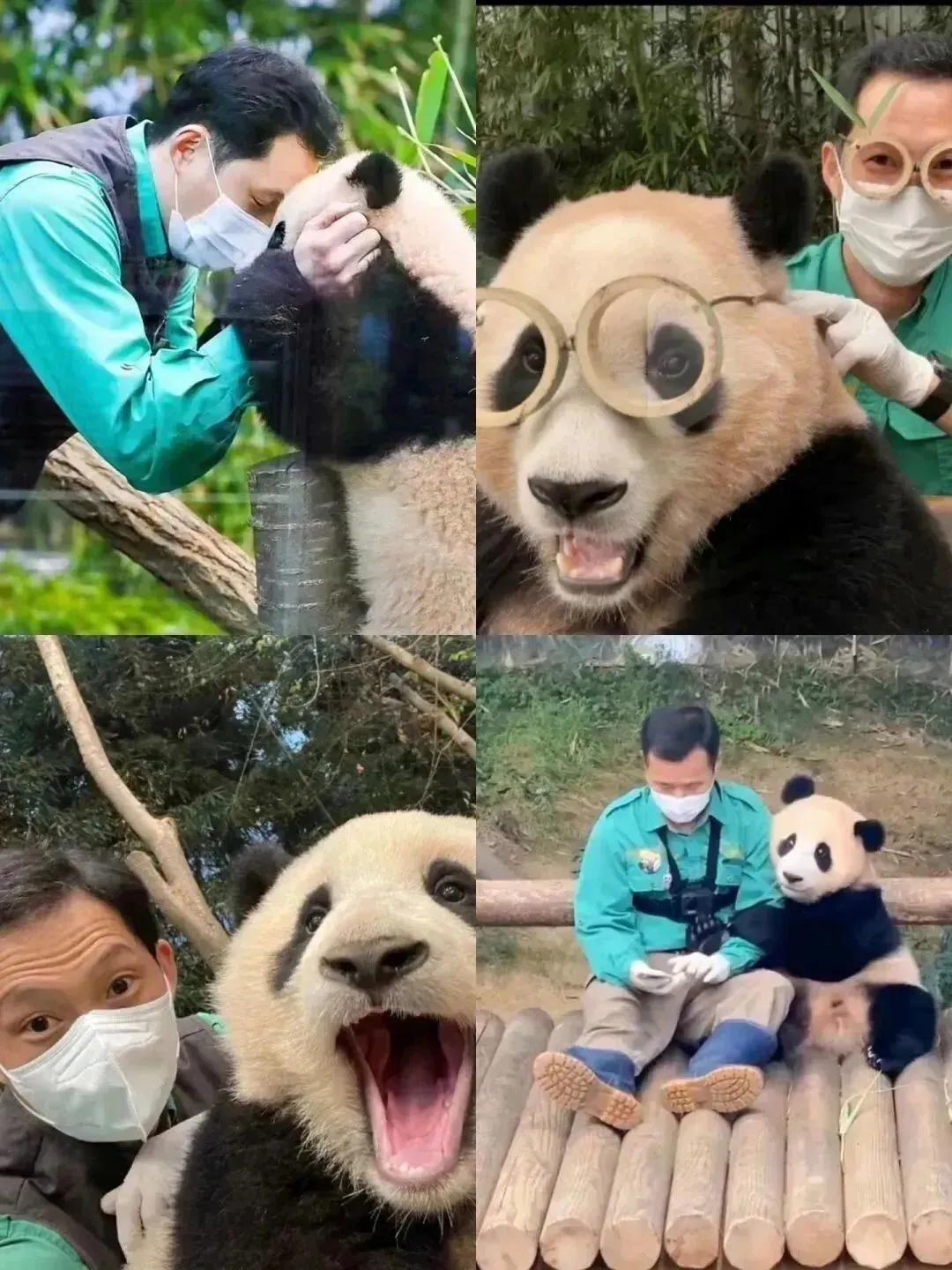 "Fubao" not only has Grandpa Jiang, but also Grandpa Song who is like a ...