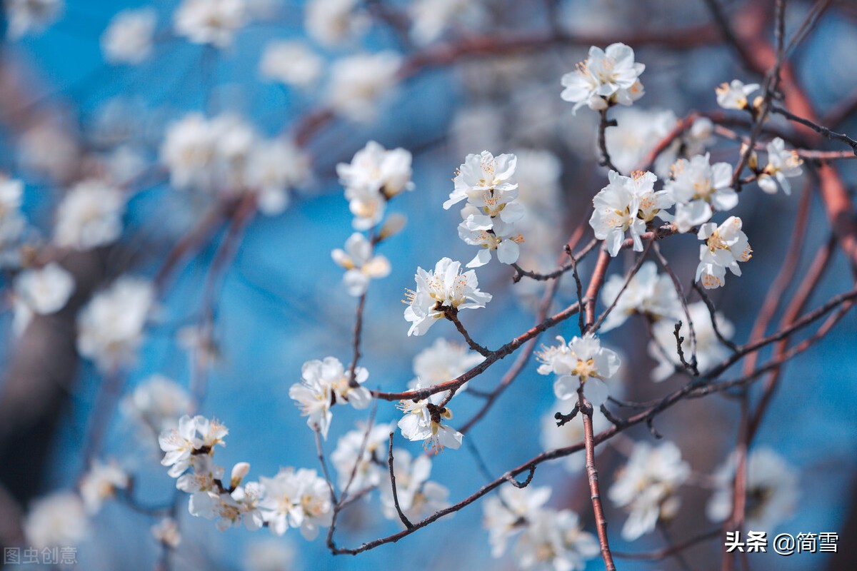 The most beautiful spring poetry, beautiful spring, picturesque ...