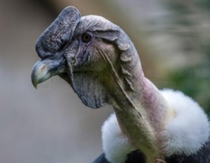 The Colombian Andean Condor: Cultural Significance and Symbolism in ...