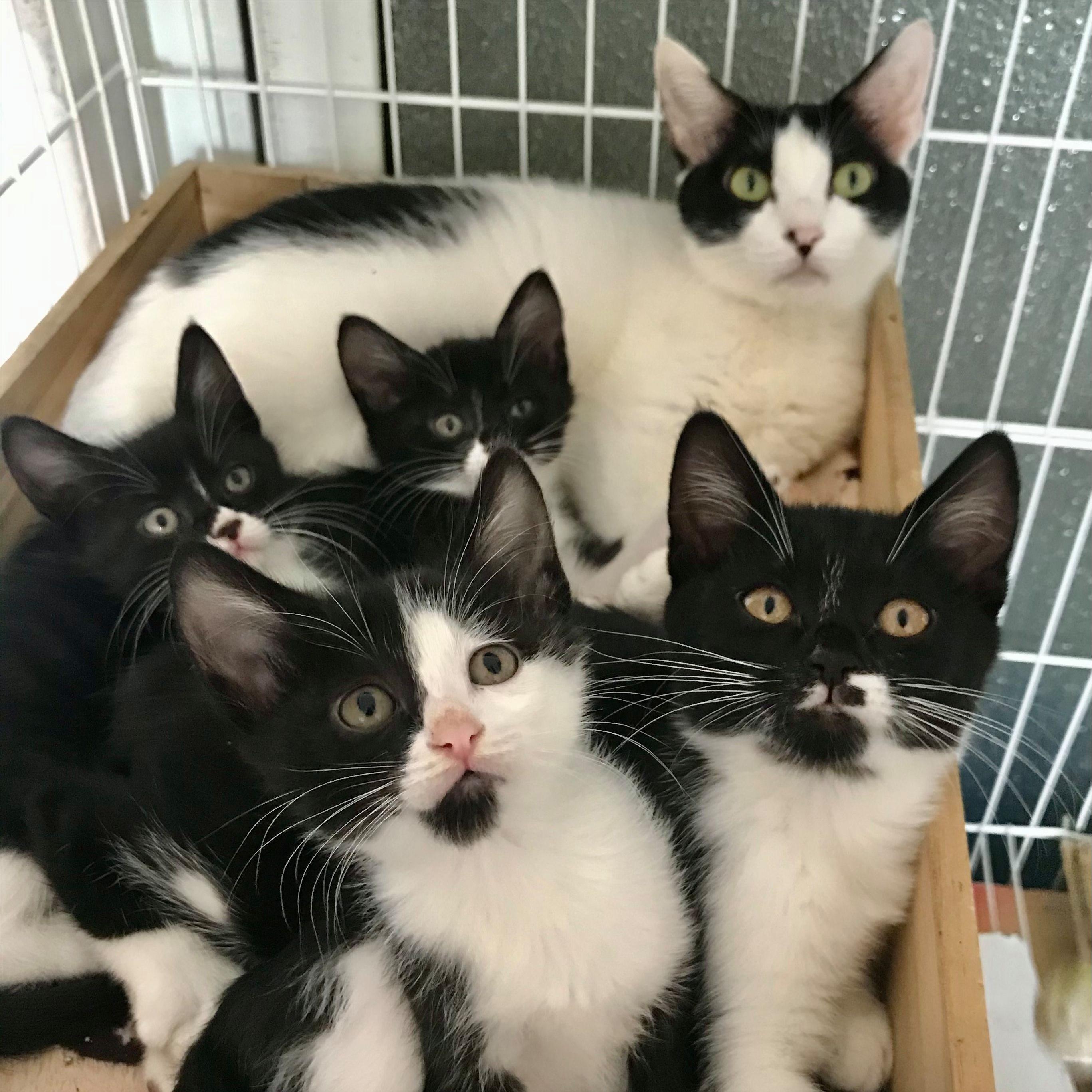 It turns out that the cow cat is "commoner's price, high-end quality ...