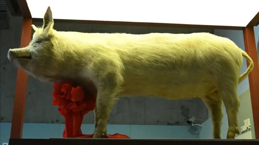 Do you still remember the "pig is strong" back then?now it's home - iNEWS