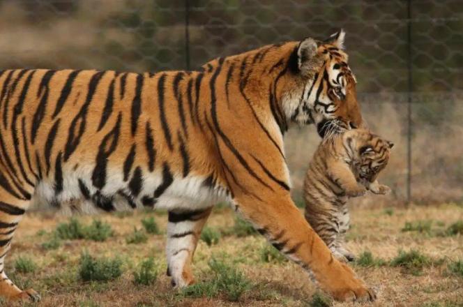 How do male tigers treat their daughters, meet in the wild, and breed ...