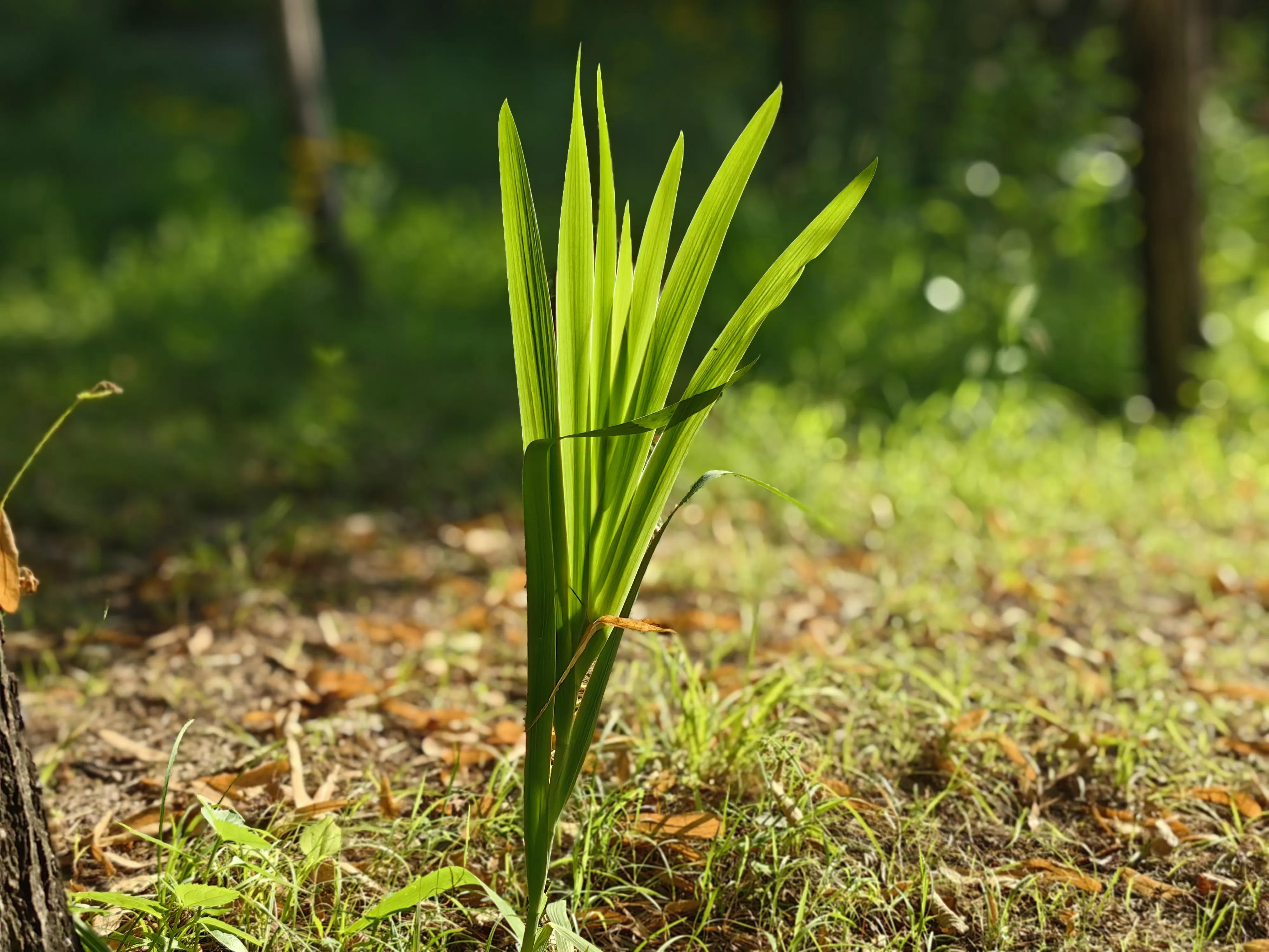In ancient books, plants with human-like roots such as shegan and ...
