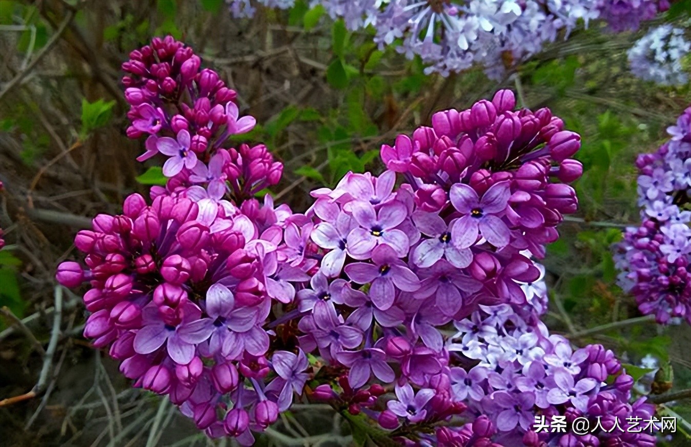 Fifteen selected poems of lilac flowers - iNEWS