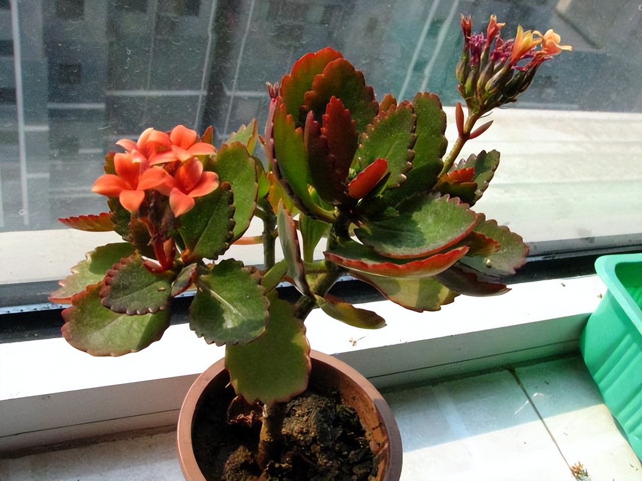 The longevity flower does not see the bud, and it also grows a "small ...