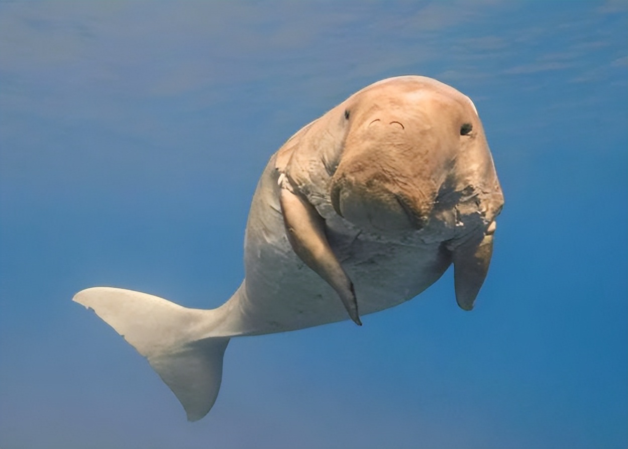 The underwater "mermaid" dugong is a marine mammal. How should we ...