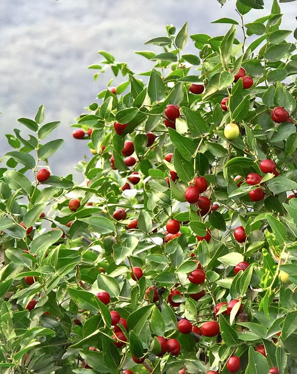 "Original" Seven Wonders Late Autumn Wild Jujube - iNEWS