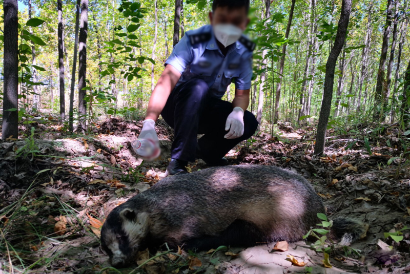 Xinjiang found a "mountain badger", with a pig nose and claws on its ...