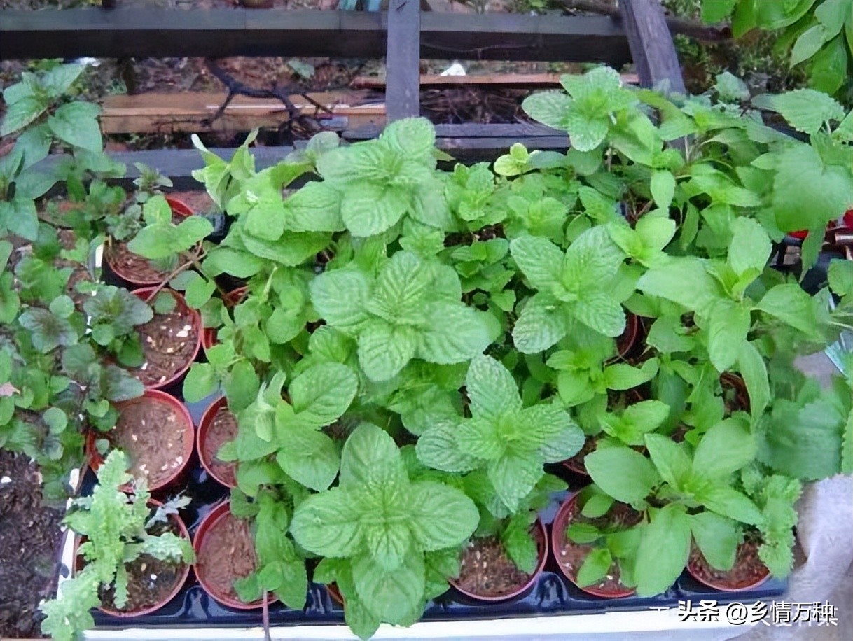 How to grow herbs and spices at home? - iNEWS