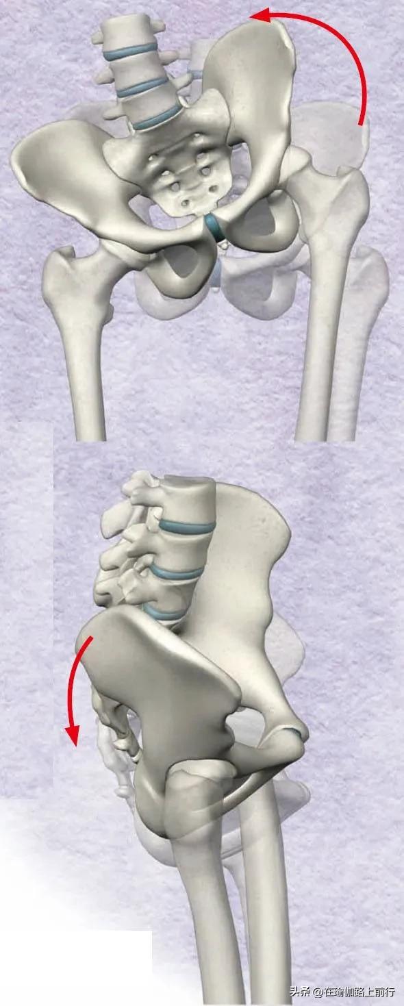 Basic movements of the pelvis - iNEWS
