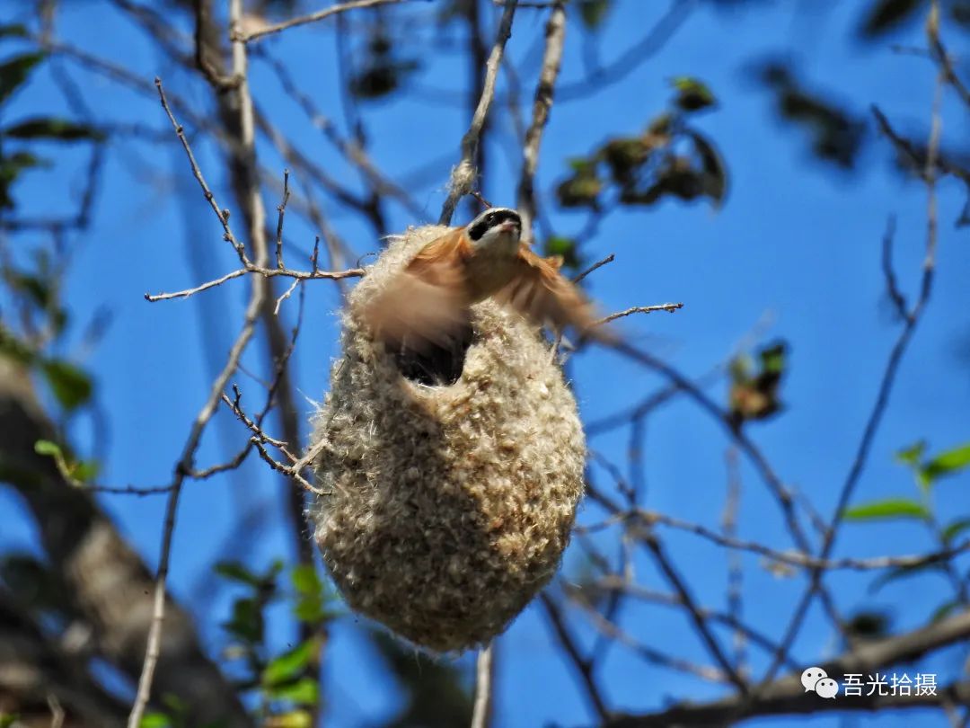 Chinese climbing sparrow (brooding) - iMedia