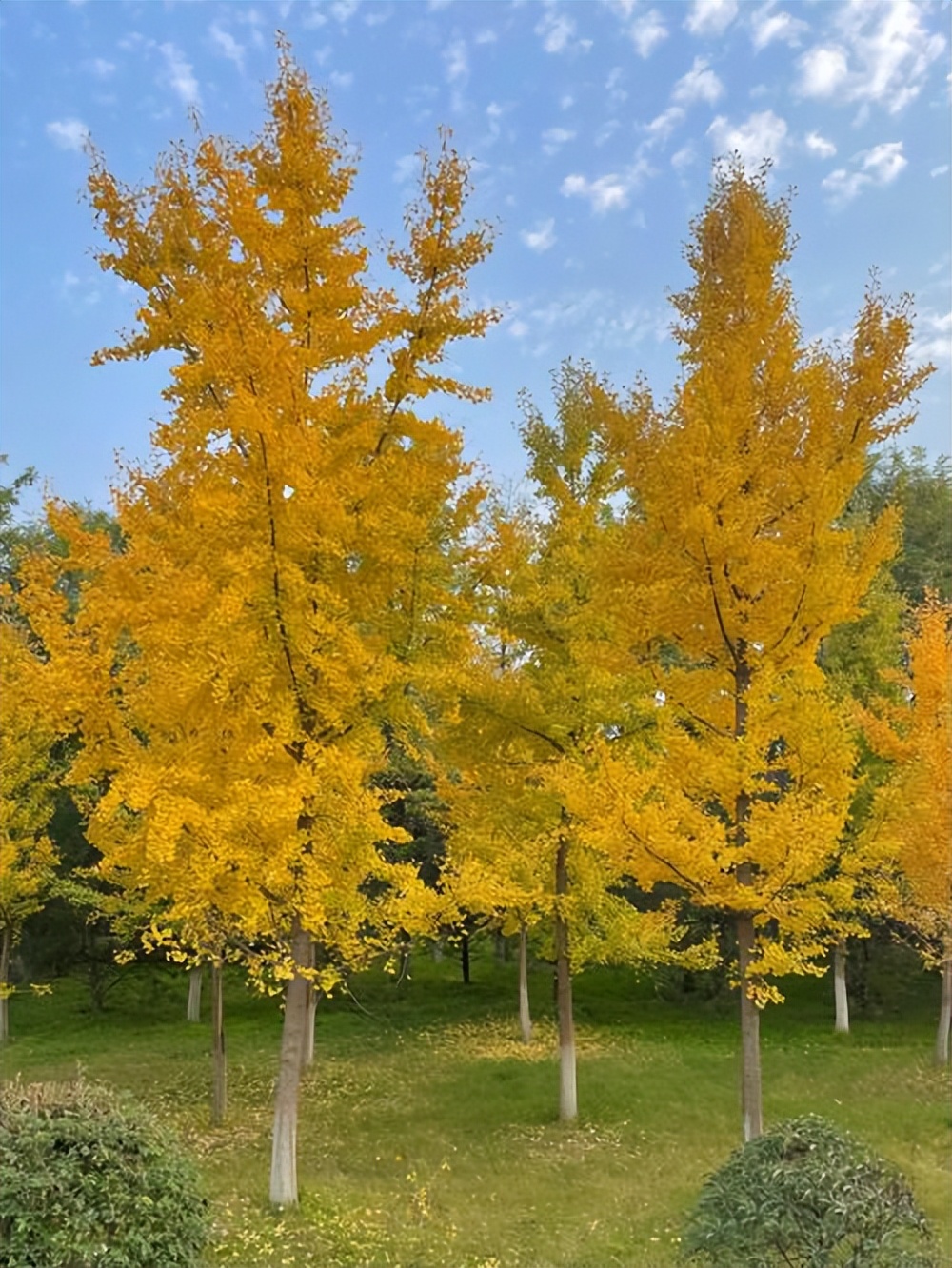 According to the living habits and distribution of ginkgo trees, how to ...