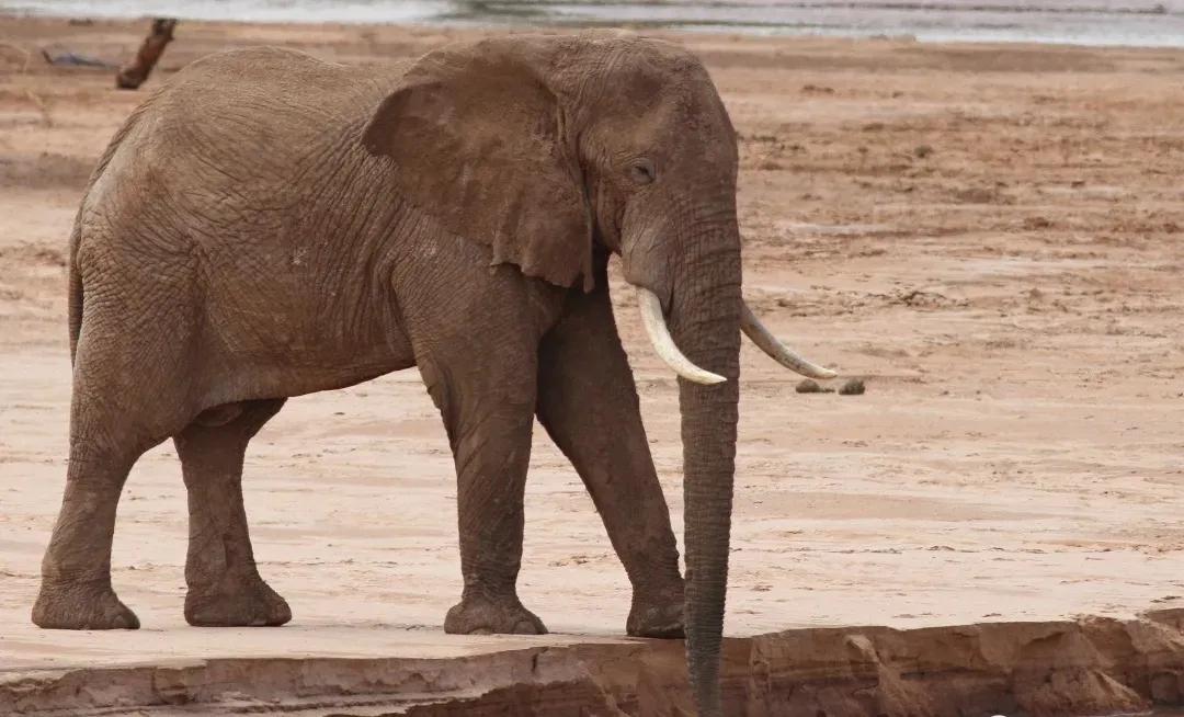 The trunk is the center of the elephant's cognitive world - iNEWS