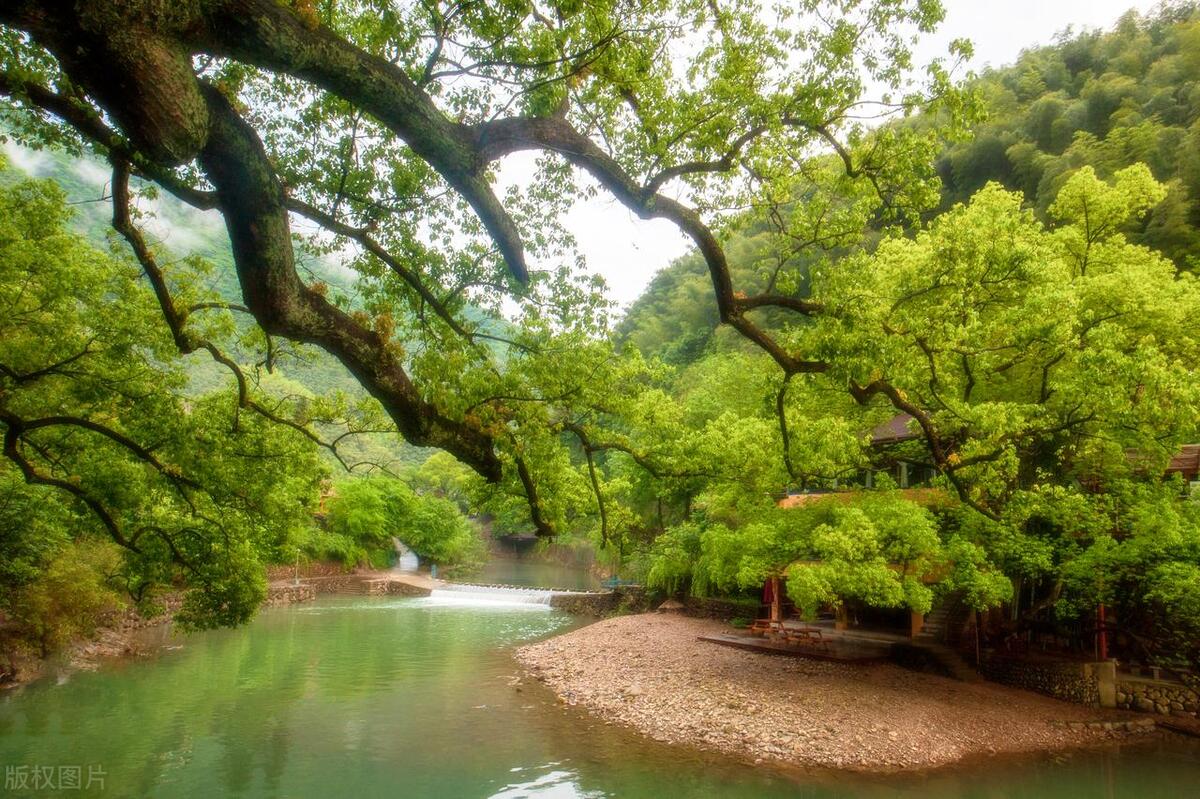 China's top ten ancient and famous trees - iNEWS