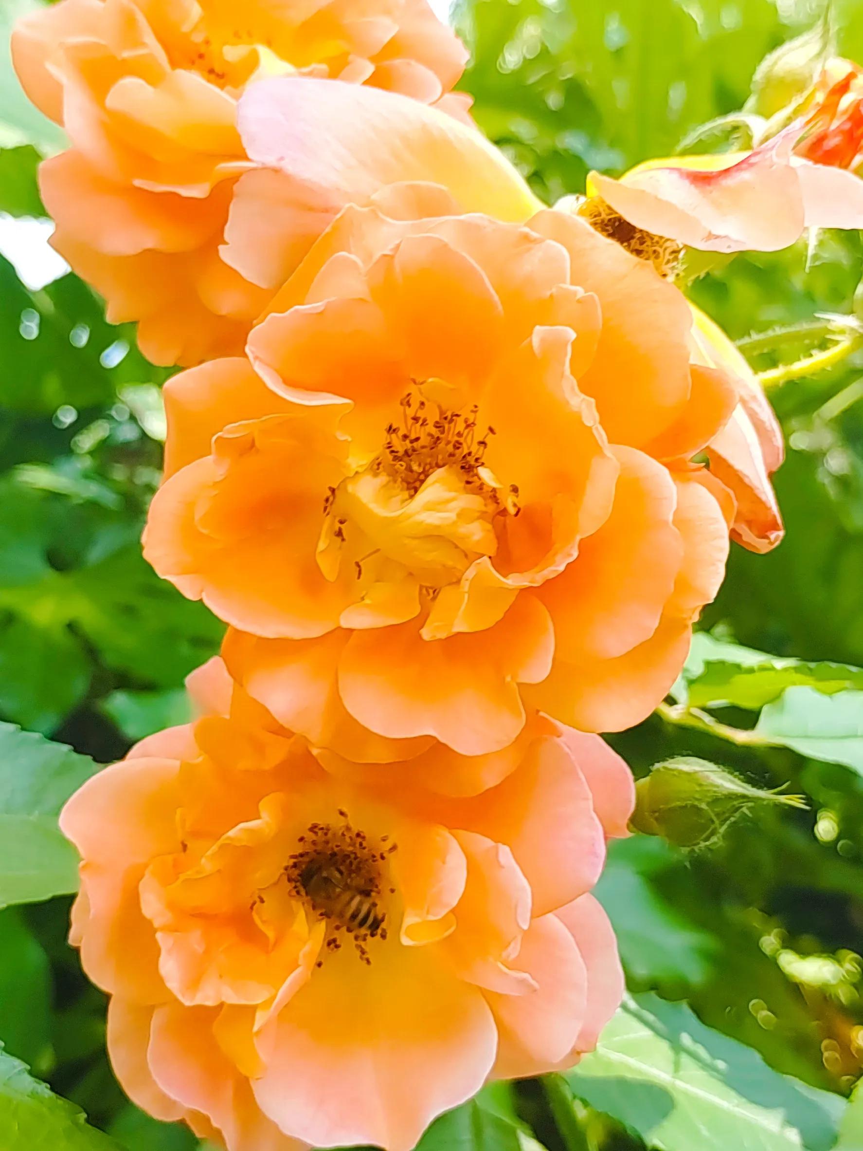 Rose flowers, rising every month, happiness every month, cheering every ...