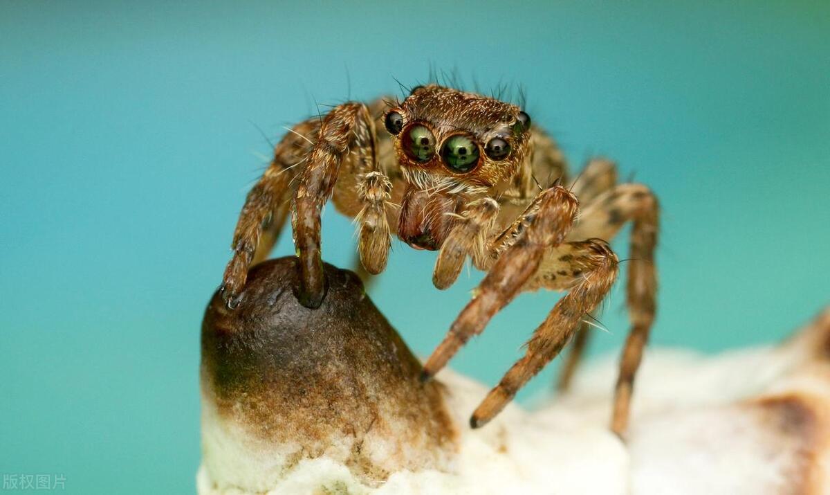 Are spiders beneficial insects or pests? Will spiders help eat ...