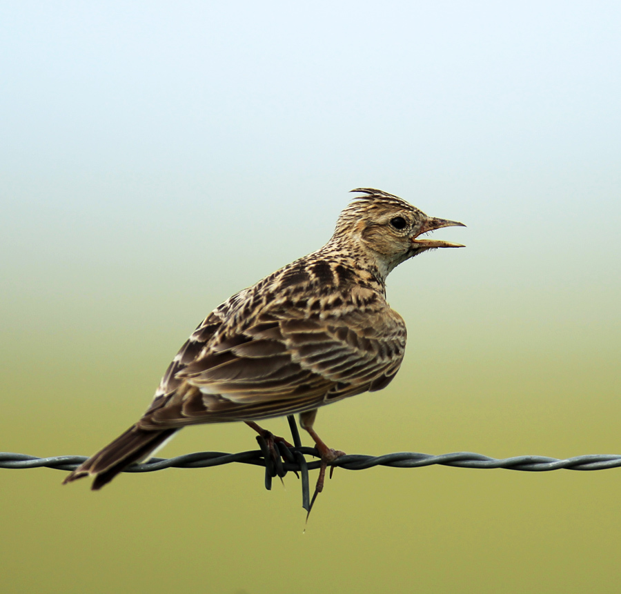 China's top ten famous birds - iMedia